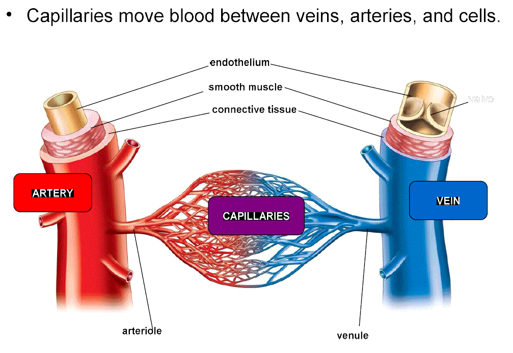 Capillary DriverLayer Search Engine Capillary DriverLayer Search Engine